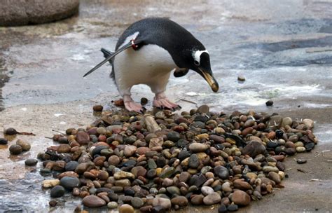 pictures penguins pick pebbles to impress potential mates press and