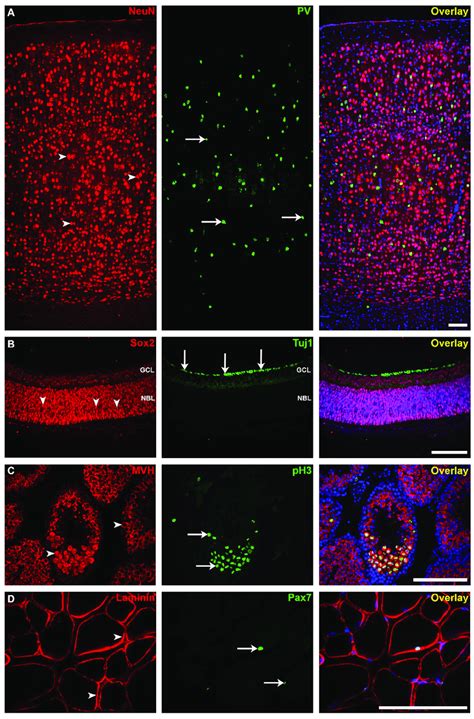 Immunofluorescence Staining For Different Mouse Tissues Using Our