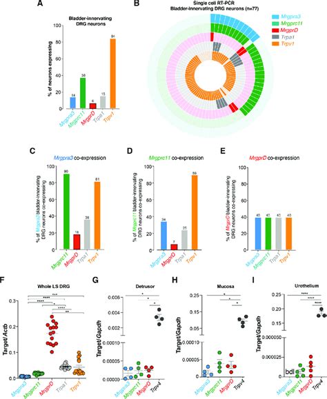 Mrgpr Receptors Are Expressed By Bladder Innervating Drg Neurons A