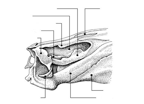 Nasal Respiratory Bone Structure Diagram Quizlet