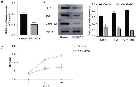 Effect Of Wnt β Catenin Pathway Activity On Aldosterone Secretion A