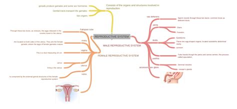 Reproductive System Coggle Diagram