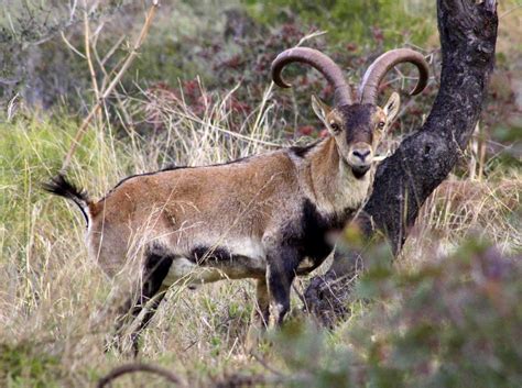 Iberian Ibex Megafauna Parks W Palearctic · Inaturalist