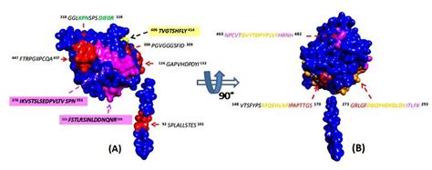 Position Of Predicted B And T Cells Epitopes In 3d Structure Of Hn