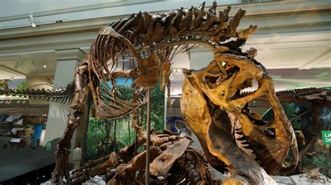 T Rex Finds Dangerous Meal As Smithsonian Dinosaur Hall Reopens