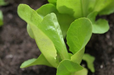 In Greece The Lettuce Is A Symbol Of Impotence Due To The Myth Of