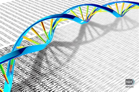 Human Dna Sequence