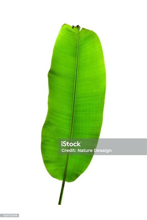 Daun Pisang Terisolasi Latar Belakang Putih Dengan Jalur Kliping Gambar