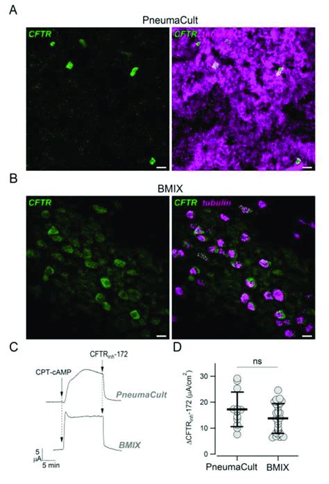 Effect Of Culture Medium On Cftr Expression Pattern A B Detection Of