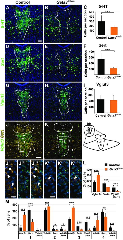 Development Of Dorsal And Median Raphe Neuron Subgroups In Gata3