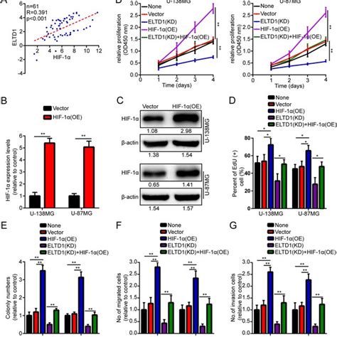 Eltd1 Knockdown Suppresses Glioma Cell Proliferation Migration And