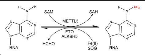 [pdf] N6 Methyl Adenosine M6a In Rna An Old Modification With A
