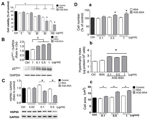 Ages Induce Cell Hypertrophy And Decrease Hsp60 Expression In Cultured