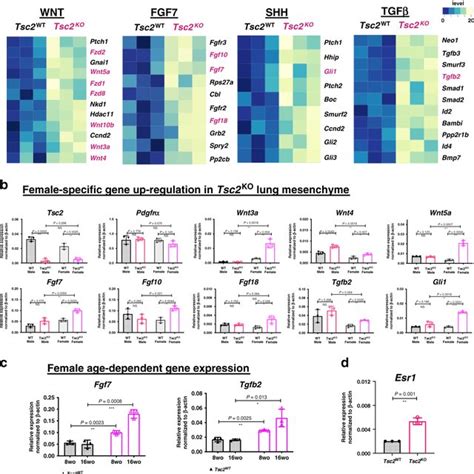 Tsc2 Ko In Mouse Lung Mesenchyme Leads To Mtorc1 Pathway Activation And