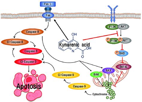Schematic Representation Of Extrinsic And Intrinsic Pathway Mediated