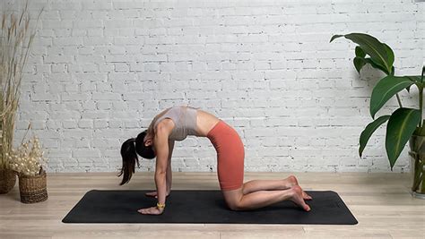 How To Do Cat Pose Benefits Variations Modification