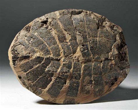 Large Rare Eocene Fossilized Turtle Shell