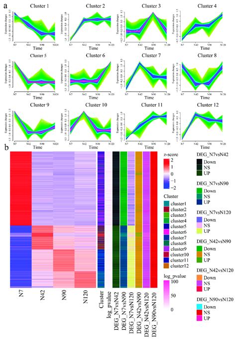 Transcriptome Wide Time Series Cluster Of Degs A Cluster Analysis Of
