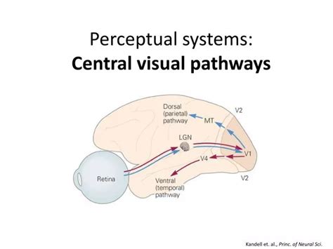 Ppt Perceptual Systems Central Visual Pathways Powerpoint