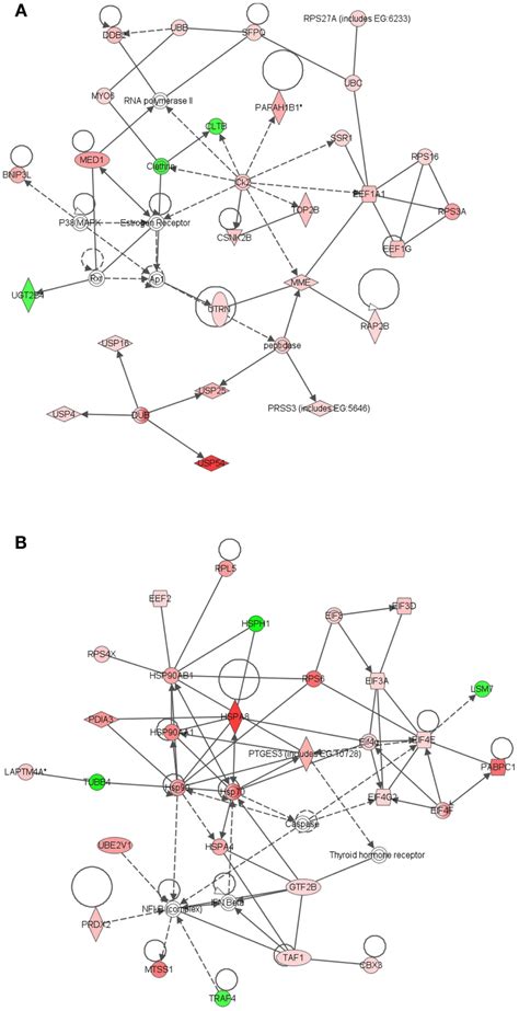 Ingenuity Pathway Analysis Ipa Of Genes Differentially Expressed In