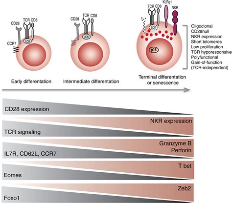 Frontiers Convergence Of Innate And Adaptive Immunity During Human