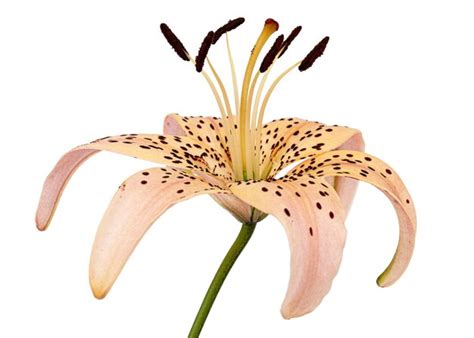 Premium Photo Flower Of Asian Lily Isolated On White Background