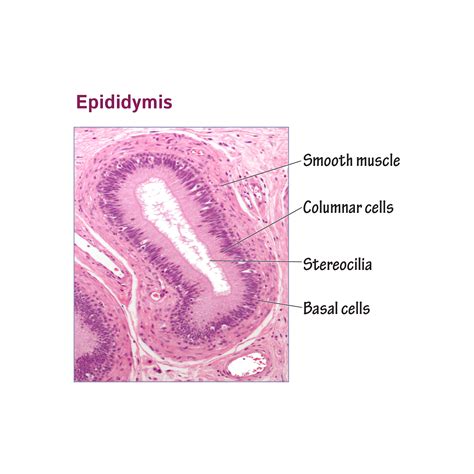 Histology Glossary Histology Epididymis Ditki Medical And Biological
