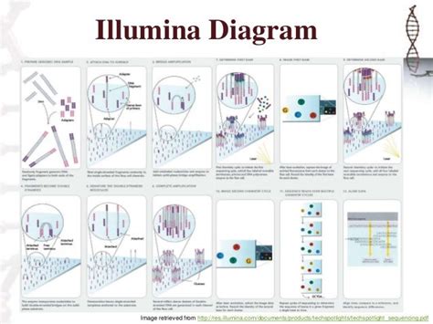 Illumina Sequencing
