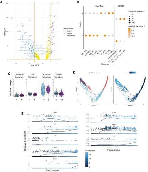 Cochlear Organoids Reveal Transcriptional Programs Of Postnatal Hair