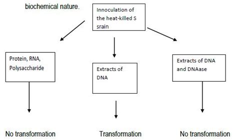Cbse Class 12 Biology Molecular Basis Of Inheritance Notes Set B