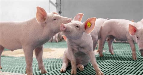 Conozca Algunos Beneficios De Comer Carne De Cerdo Y Que Pocos Tienen