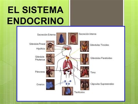 Sistema Endocrino Anatomía Salud Udocz