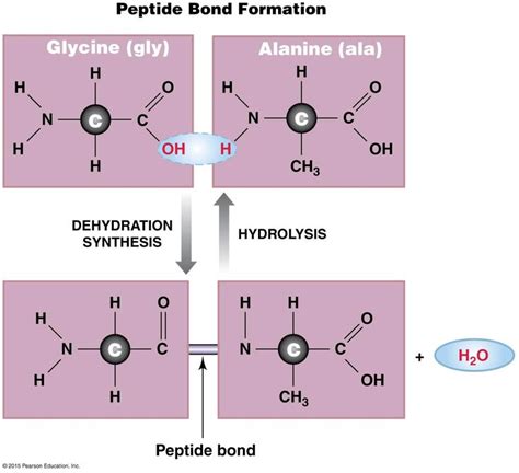 Formation Of Peptide Bonds Peptide Bond Pearson Education Physiology
