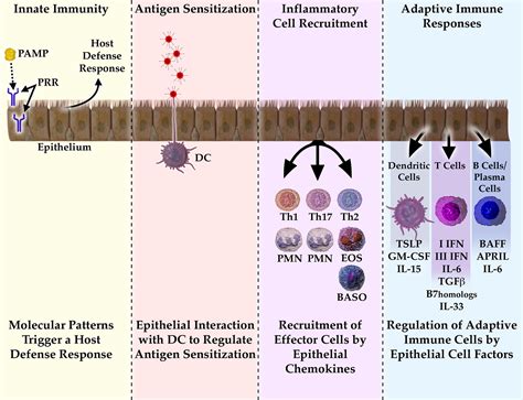 Epithelium At The Interface Of Innate And Adaptive Immune Responses