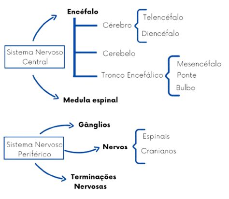 Neuroanatomia O Que Você Precisa Saber Blog
