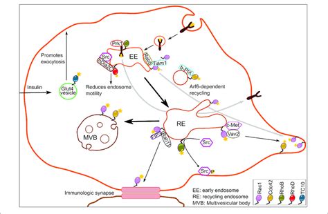 Schematic Illustration Depicting Rho Gtpase Signaling From Endosomes
