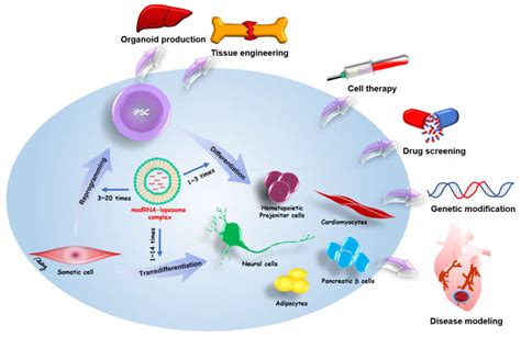Ijms Free Full Text Application Of Modified Mrna In Somatic