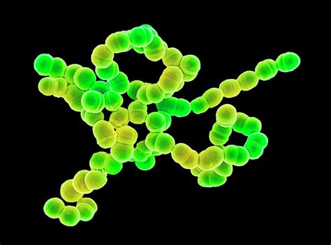 Streptococcus Pyogenes Bacteria Photograph By Cdc Mel