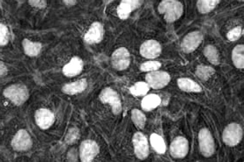 scientific image processing with python opencv rc learning portal