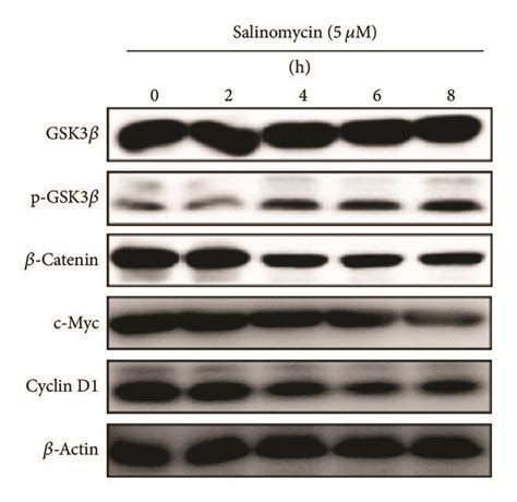 Salinomycin Suppresses Wnt β Catenin Signaling Pathway A And B