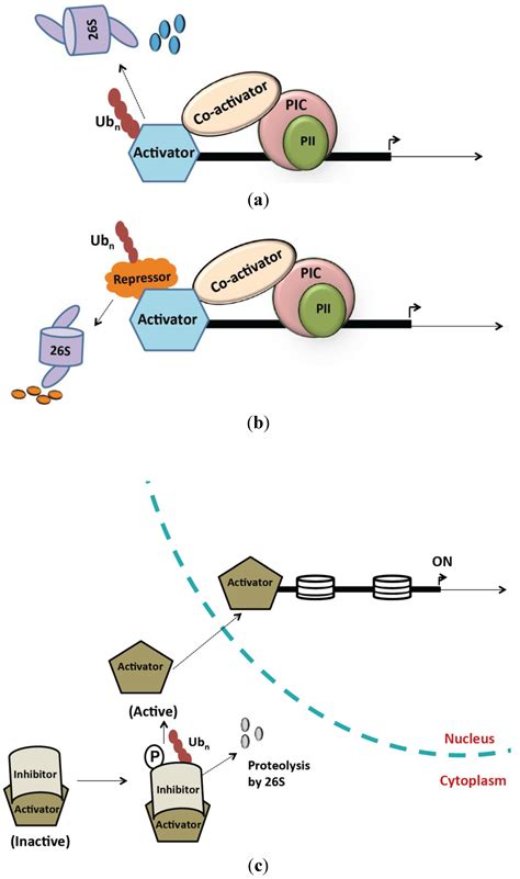 Biomolecules Free Full Text The 26s Proteasome And Initiation Of