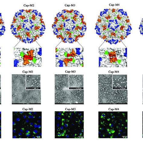 Pcv2 Vlps Assembly And Cell Entry Into Pk15 Cells A Localizations