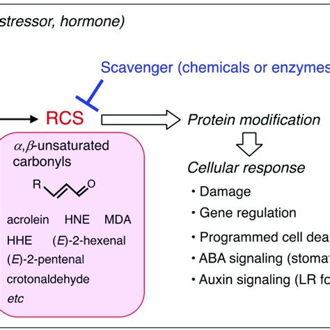 Involvement Of Reactive Carbonyl Species Rcs In Reactive Oxygen