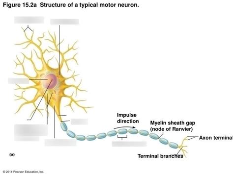 Motor Neuron Diagram Quizlet