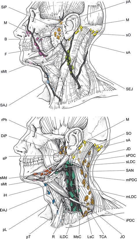 Anatomical Bases For The Radiological Delineation Of Lymph Node Areas