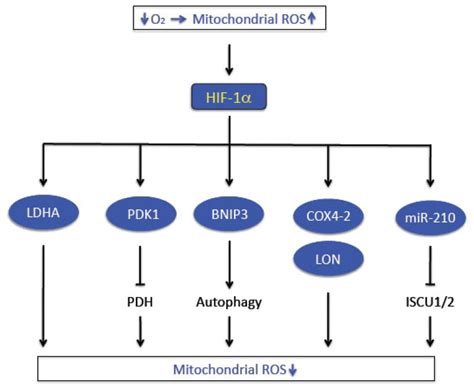 Lipid Metabolic Reprogramming By Hypoxia Inducible Factor 1 47 Off