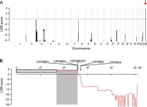 Multipoint Lod Score Plots For A The Entire Genome And B Chromosome