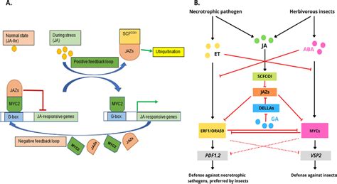 Proposed Model For Ja Perception Via Coi1 Jaz Co Receptor Complex A