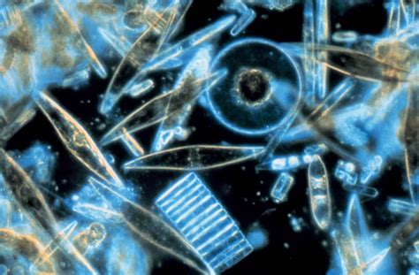 Diatom Description Characteristics And Reproduction Britannica