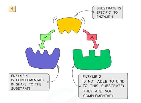 Cie Igcse Biology 复习笔记：5 1 3 Enzyme Action And Specificity Extended